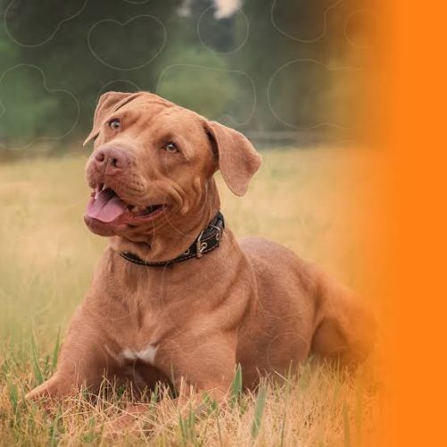 Why Dog Breed Bans Are Ineffective | A Comprehensive Analysis - WoofBox ...